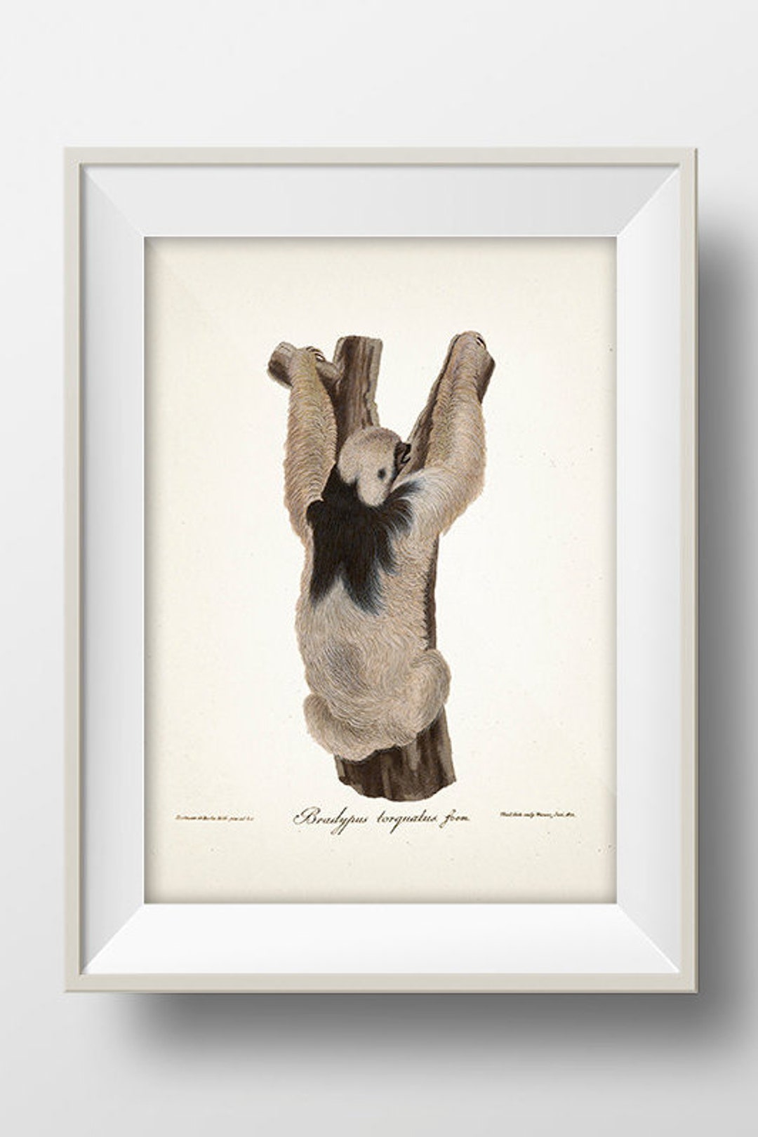 Three-toed Sloth (maned Sloth) - MA-08 - Fine Art Print of a Vintage ...