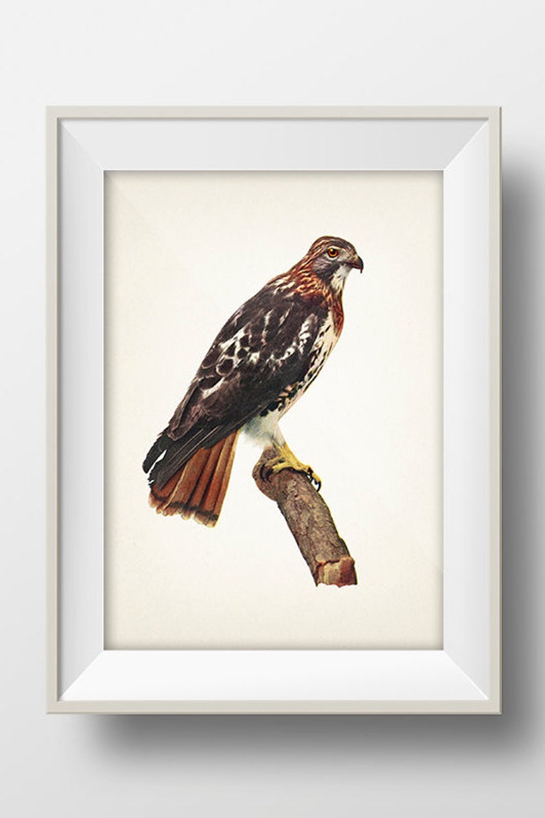 Red Tailed Hawk BI-14 Fine Art Print of a Vintage Natural - Etsy
