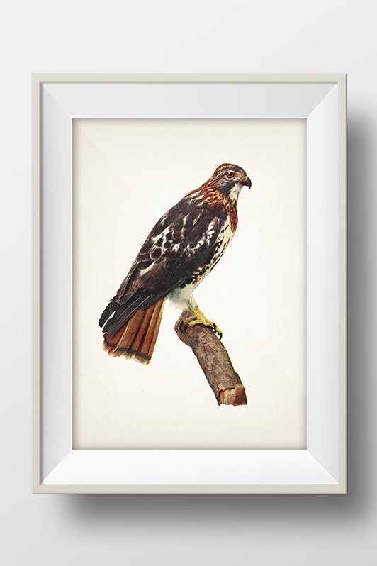 Red Tailed Hawk BI-14 Fine Art Print of a Vintage Natural - Etsy