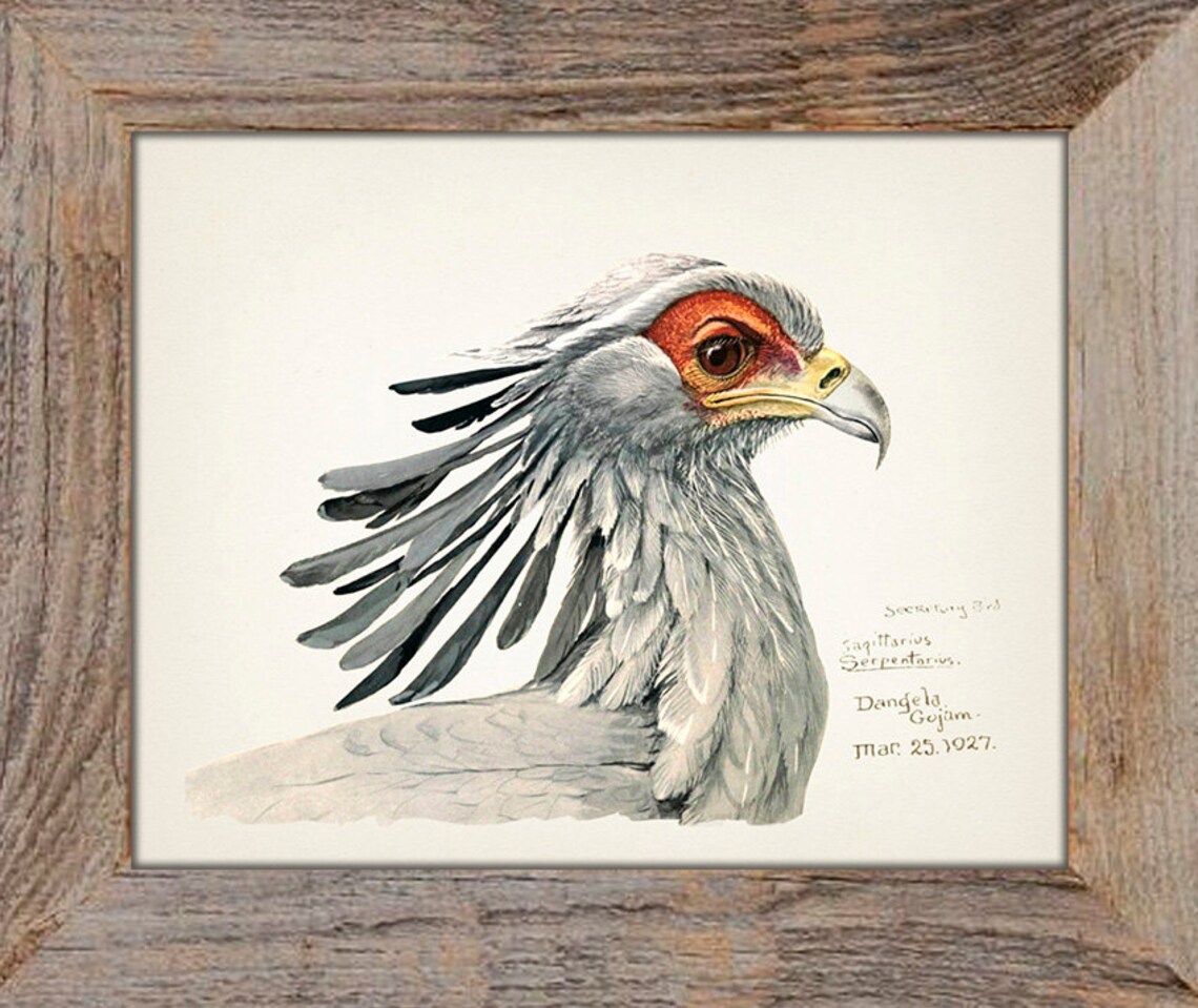 Secretary Bird Avian Fine Art Print of a Vintage Natural | Etsy