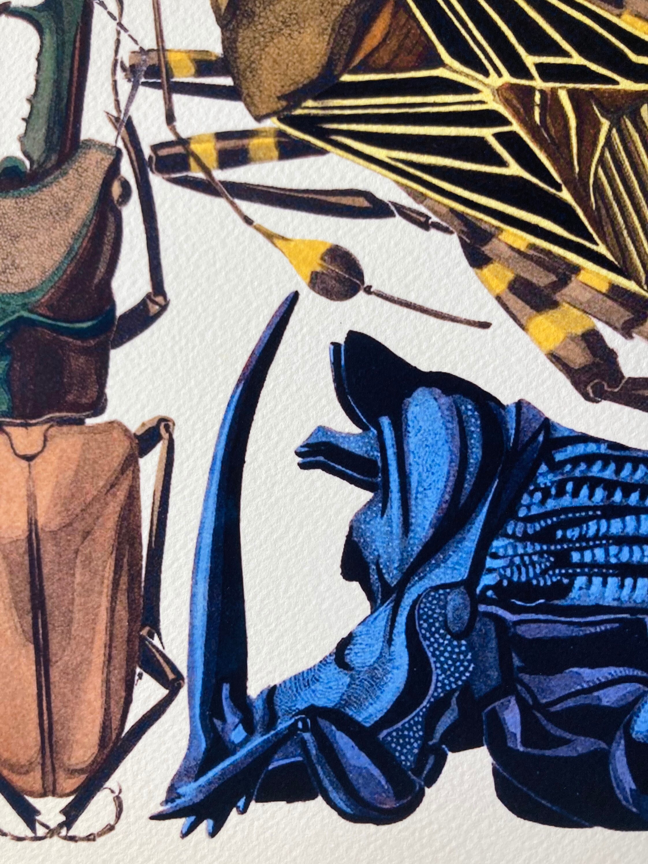 Insects No. 15 1926 Insectes IN-55 Fine Art Print of a | Etsy