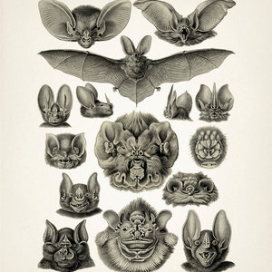 Bats Collage by Haeckel - MA-02 - Fine Art Print of a Vintage Natural ...