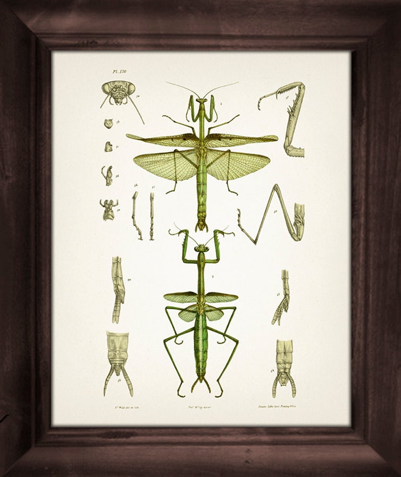 Praying Mantis Drawing IN-03 Fine Art Print of a Vintage - Etsy