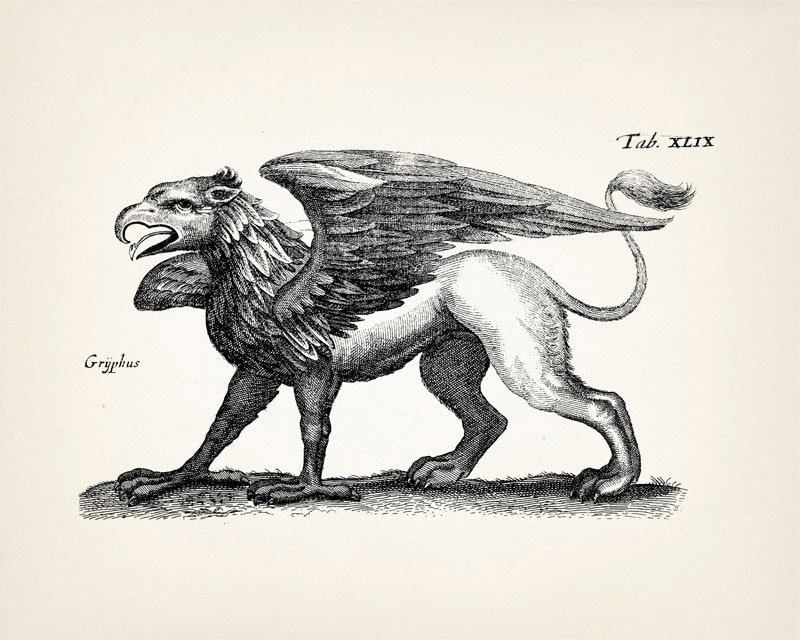 Gryphon Drawing
