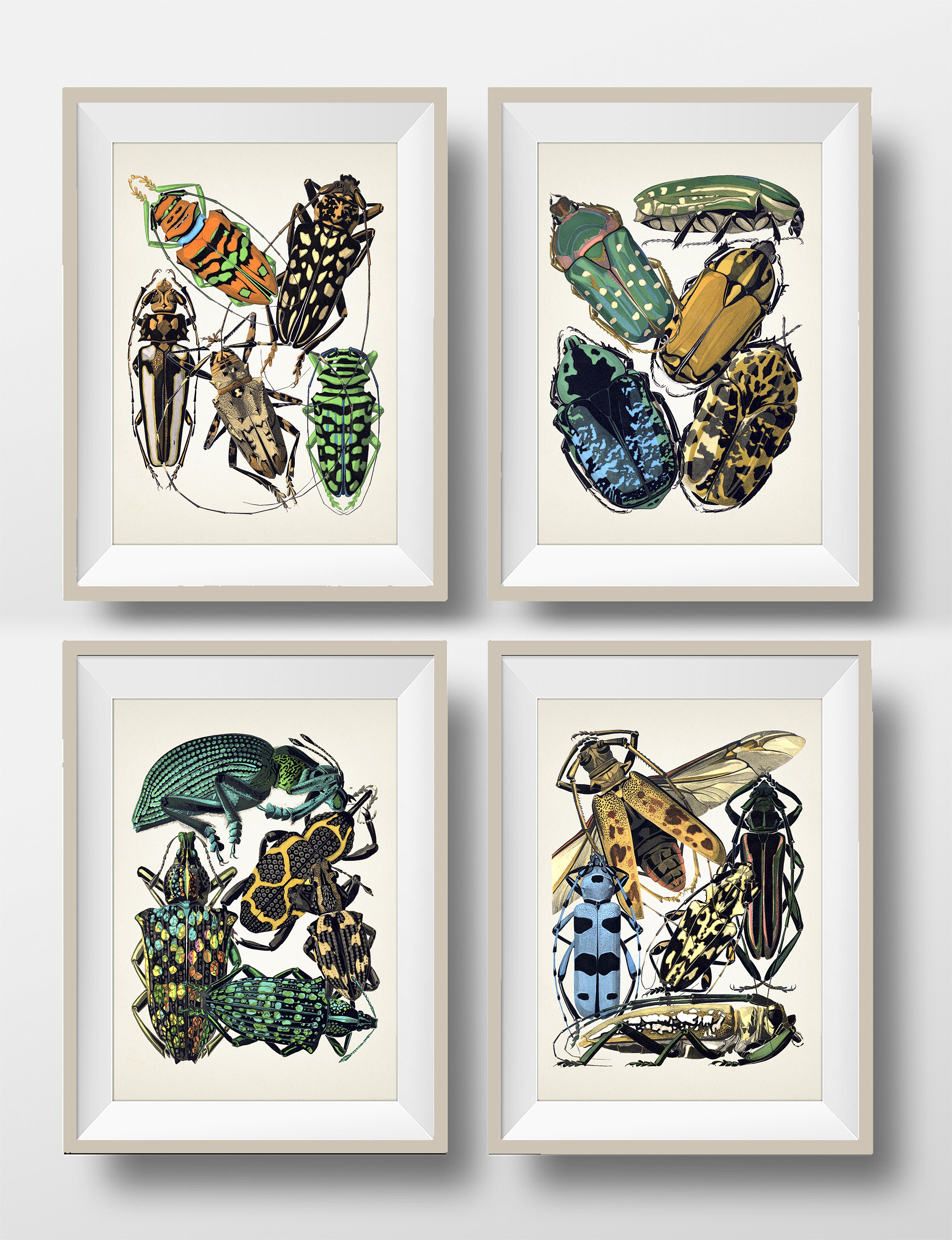 Insects SET No. 3 1926 Set of Four Insectes | Etsy