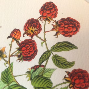 Vintage Raspberry Print 2- PL-45 - Fine Art Print of a Vintage Natural ...