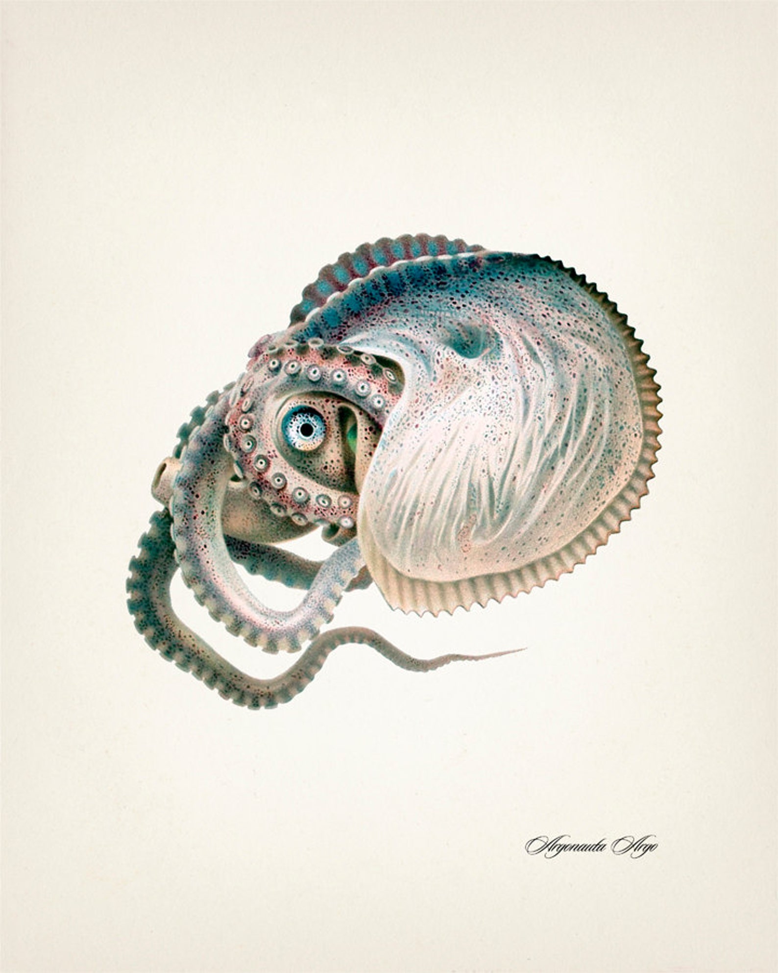 Greater Argonaut Octopus 1896 OC-25 Fine Art Print of a - Etsy Ireland