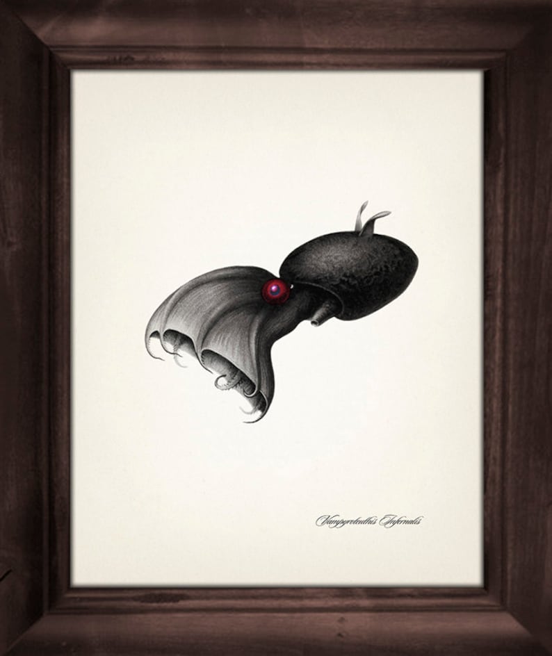 Vampire Squid vampyroteuthis Infernalis OC-17 Fine Art - Etsy