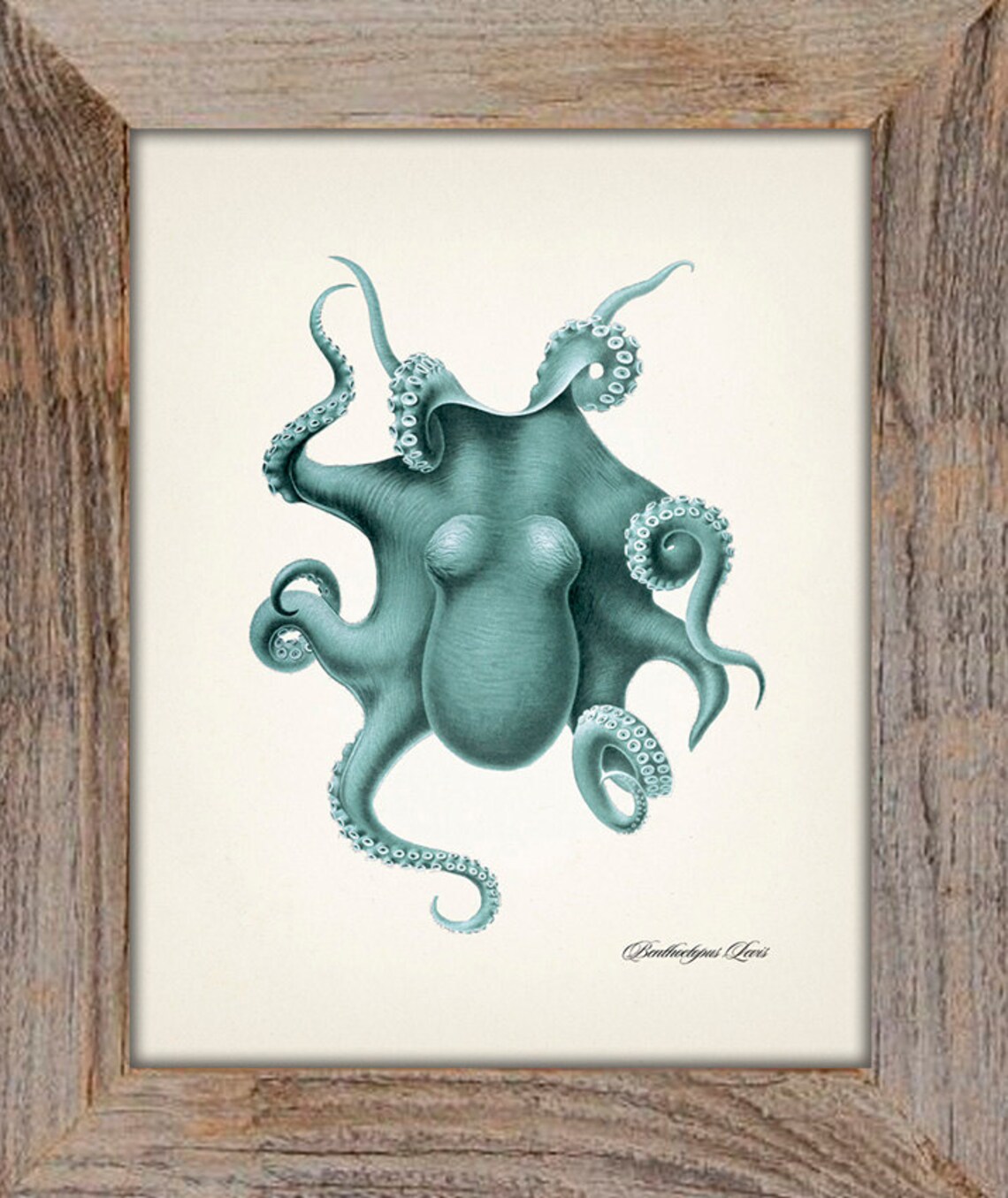 Blue Octopus 1 benthoctopus Levis OC-05 Fine Art Print of - Etsy