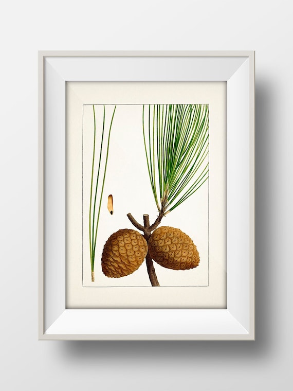 Pond Pine Tree pinus Serotina TR-38 Fine Art Print or | Etsy