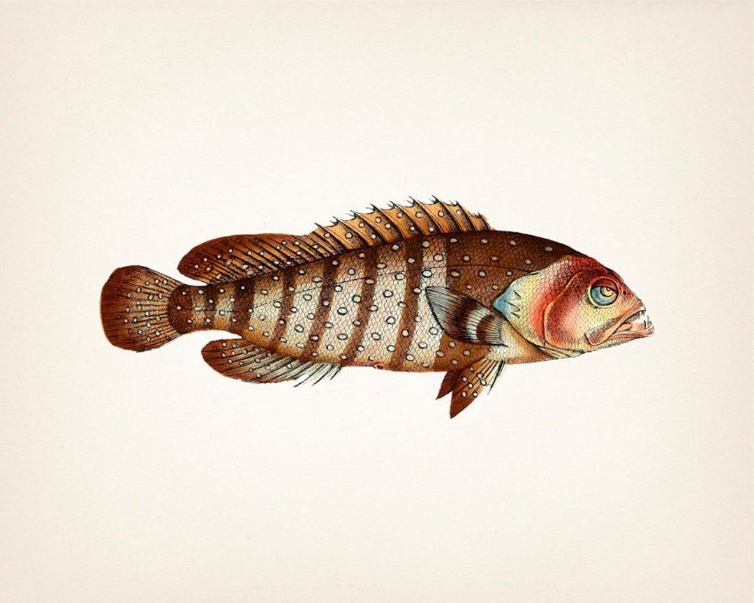 Bored 1801 Grouper Fish Drawing - Fine Art Print of a Vintage Natural ...