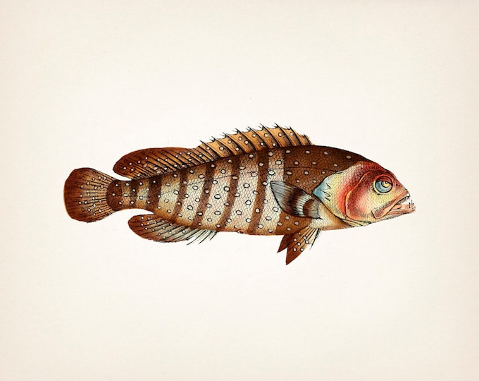 Bored 1801 Grouper Fish Drawing Fine Art Print of a Vintage Natural ...