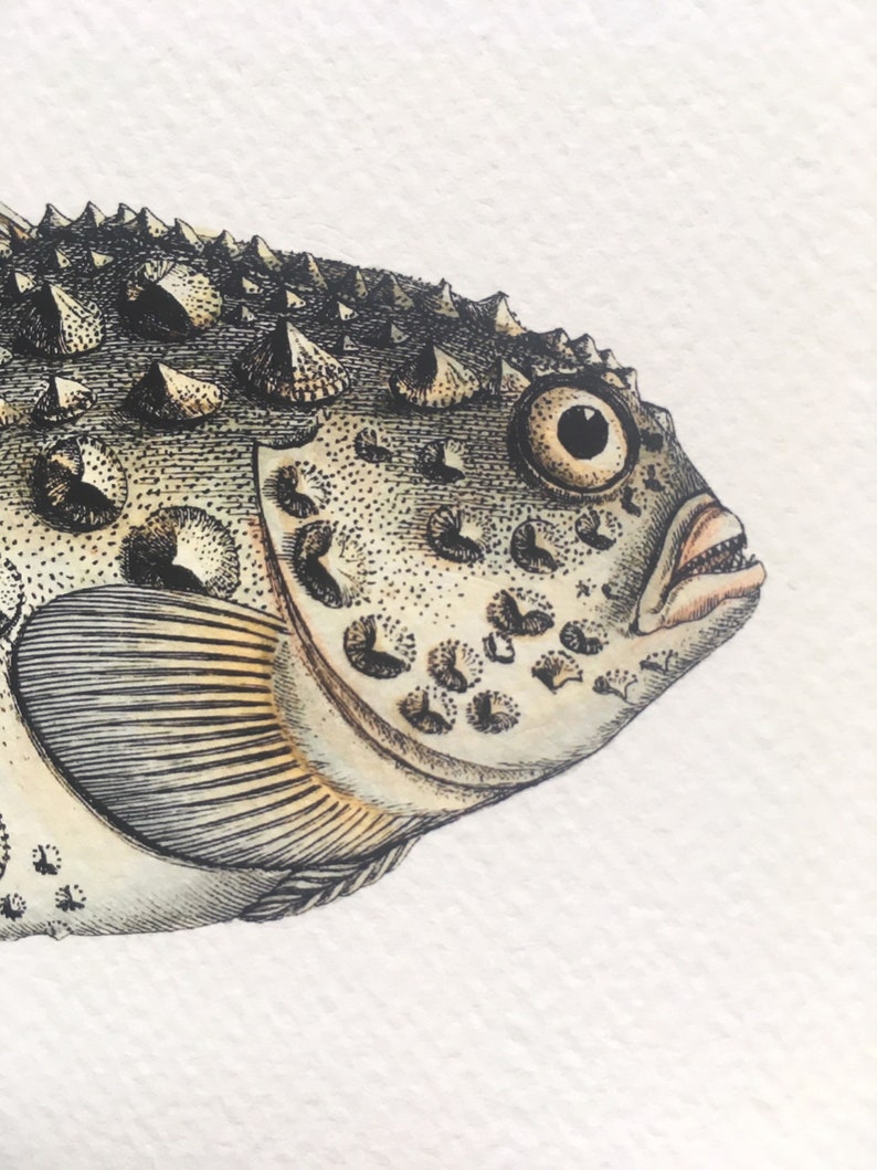 Prickly 1801 Lumpsucker Fish Drawing - Fine Art Print of a Vintage ...