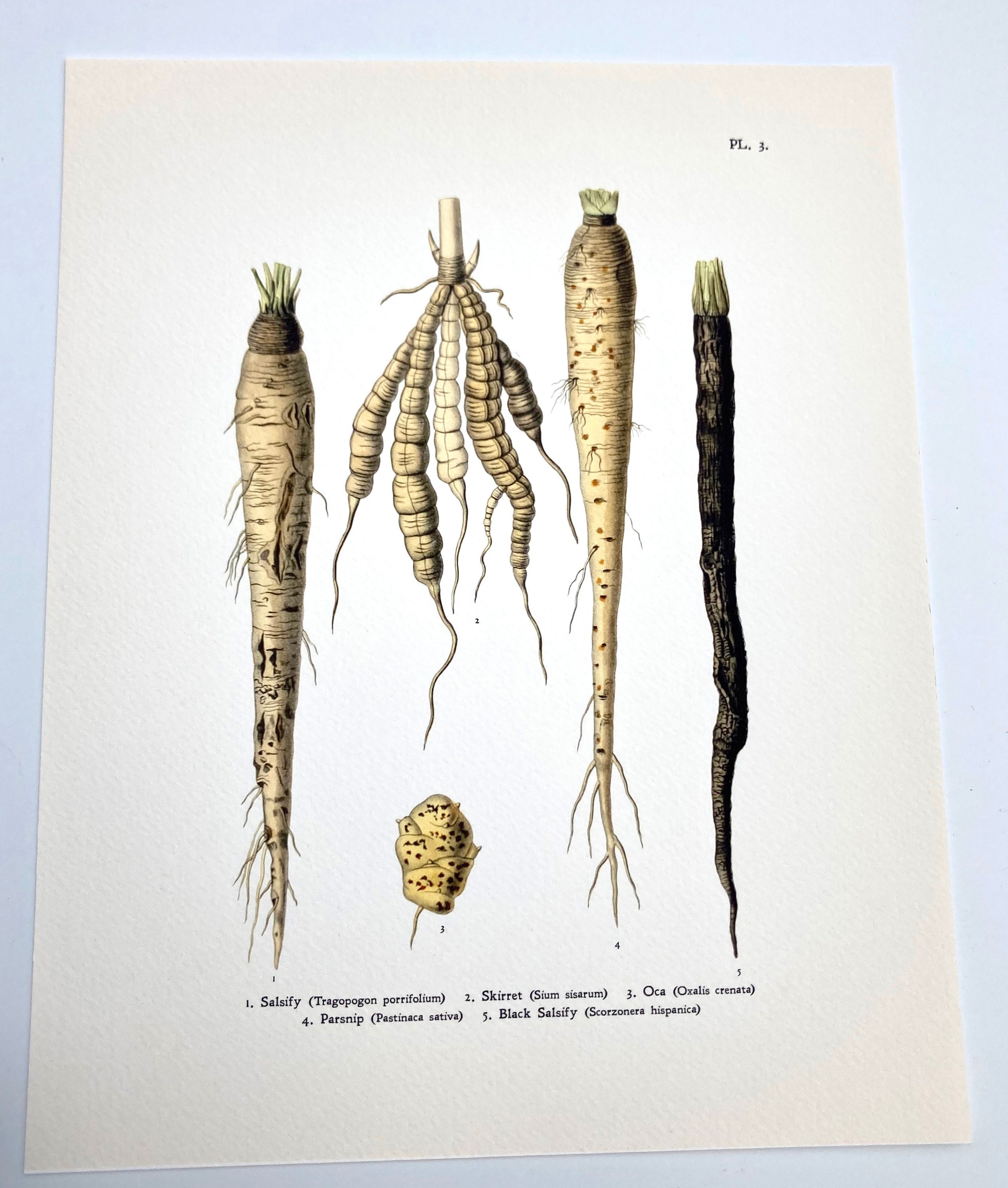 Parsnip Root