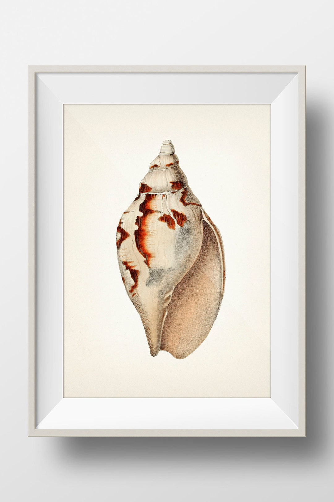 Shell No. 61 - SH-61 - Fine Art Print of a Vintage Natural History ...