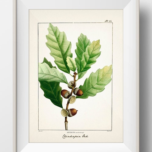 White Oak Tree quercus Alba TR-11 Fine Art Print of a - Etsy