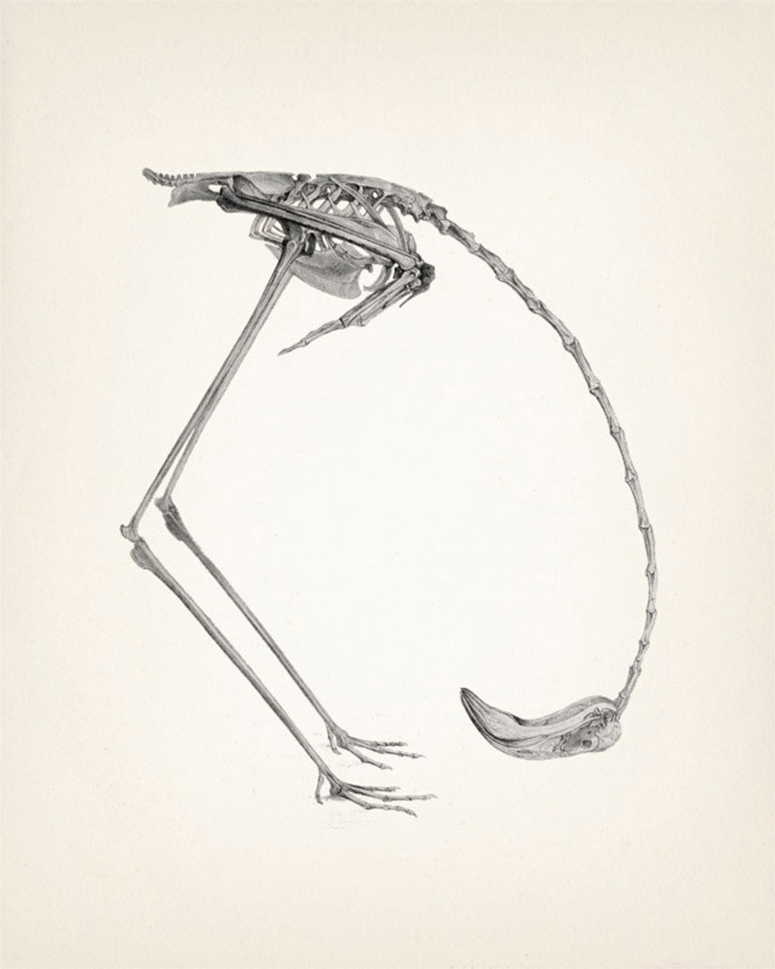 Flamingo Skeleton AN-11 Fine Art Print of a Vintage - Etsy