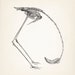 Flamingo Skeleton - AN-11 - Fine Art Print of a Vintage Natural History ...
