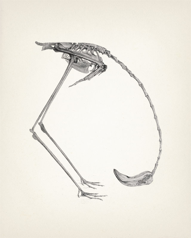 Flamingo Skeleton - AN-11 - Fine Art Print of a Vintage Natural History ...