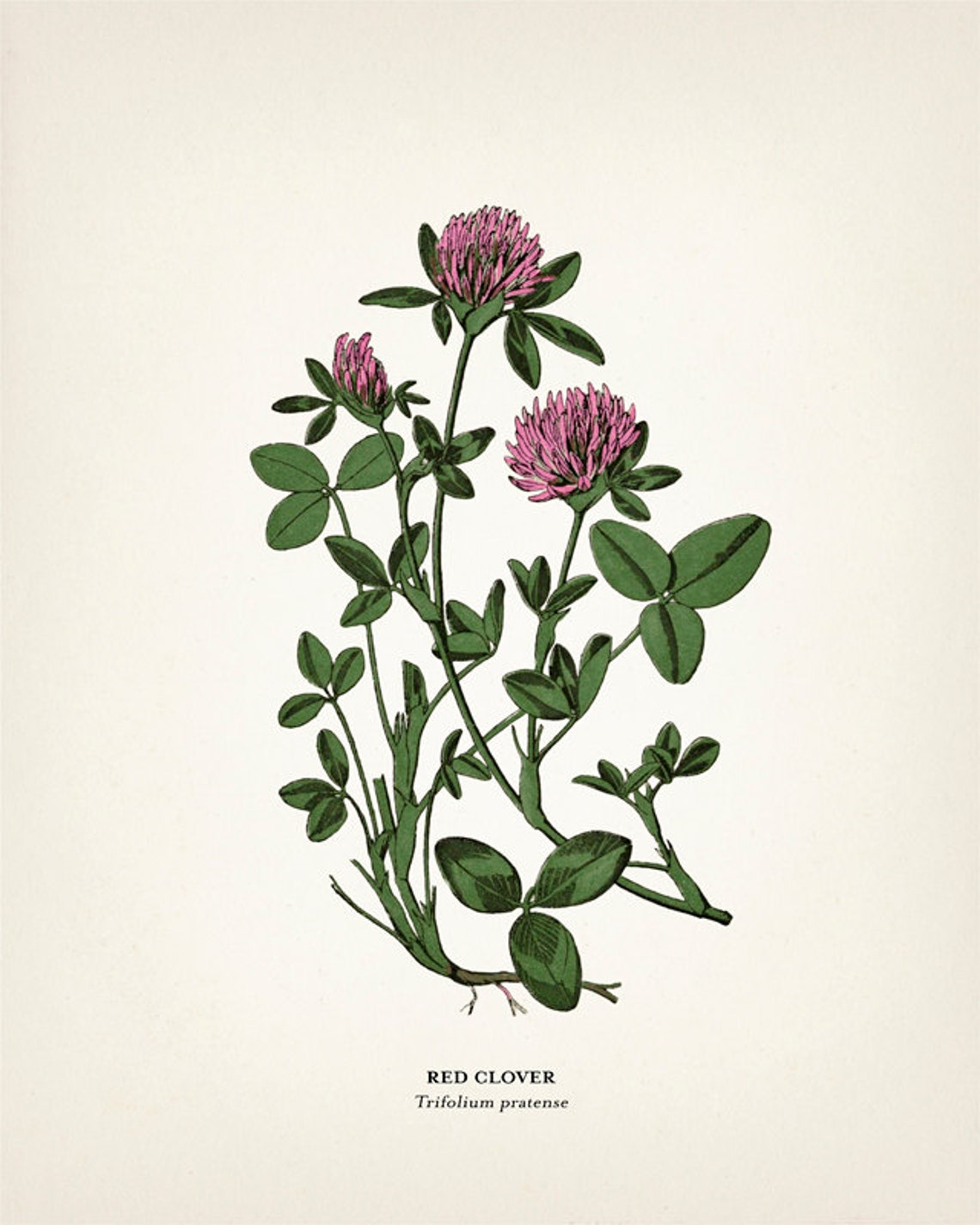 Red Clover - PL-04 - Fine Art Print of a Vintage Natural History ...