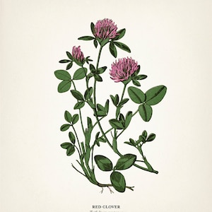 Red Clover - PL-04 - Fine Art Print of a Vintage Natural History ...