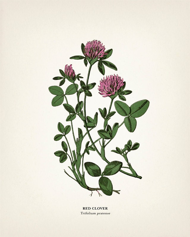 Red Clover PL-04 Fine Art Print of a Vintage Natural - Etsy