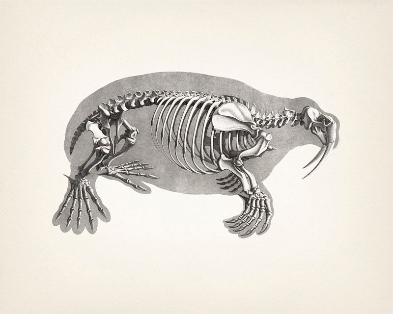 Walrus Skeleton AN-31 Fine art print of a vintage natural | Etsy