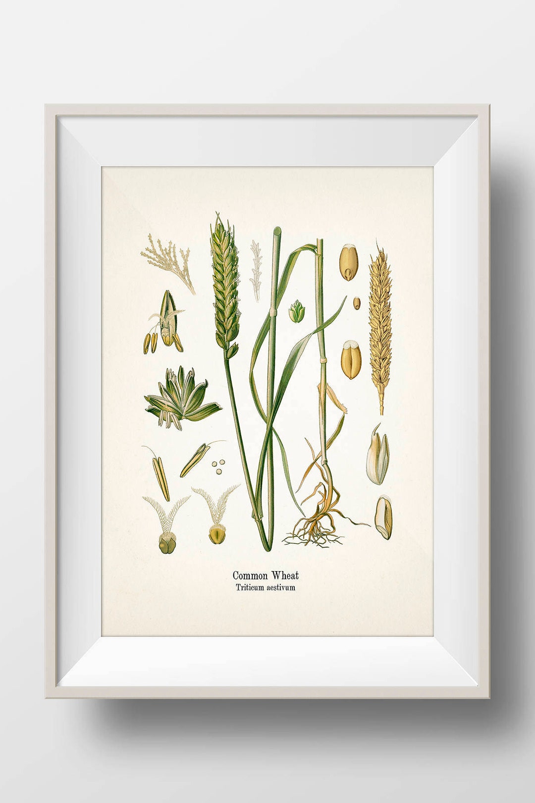 Vintage Wheat Botanical Print - KO-40 - Fine Art Prints of Kohler's ...
