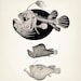 Angler Fish Skeleton Scientific Anatomy Drawing OE-01 Fine - Etsy Canada