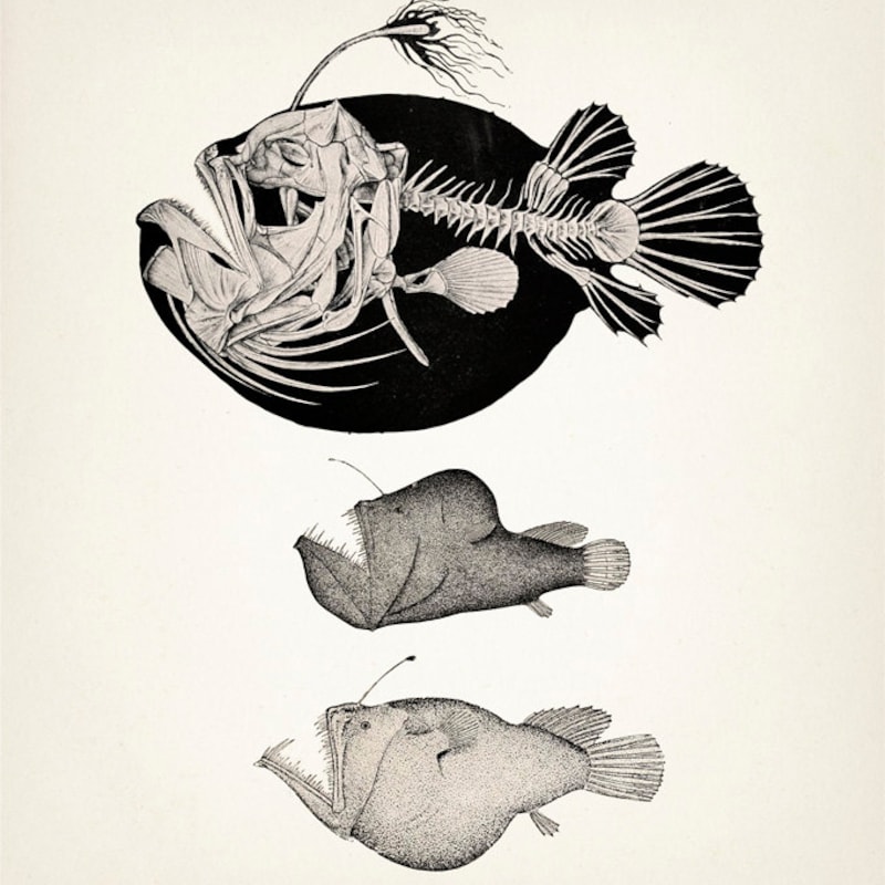 Angler Fish Art - Etsy