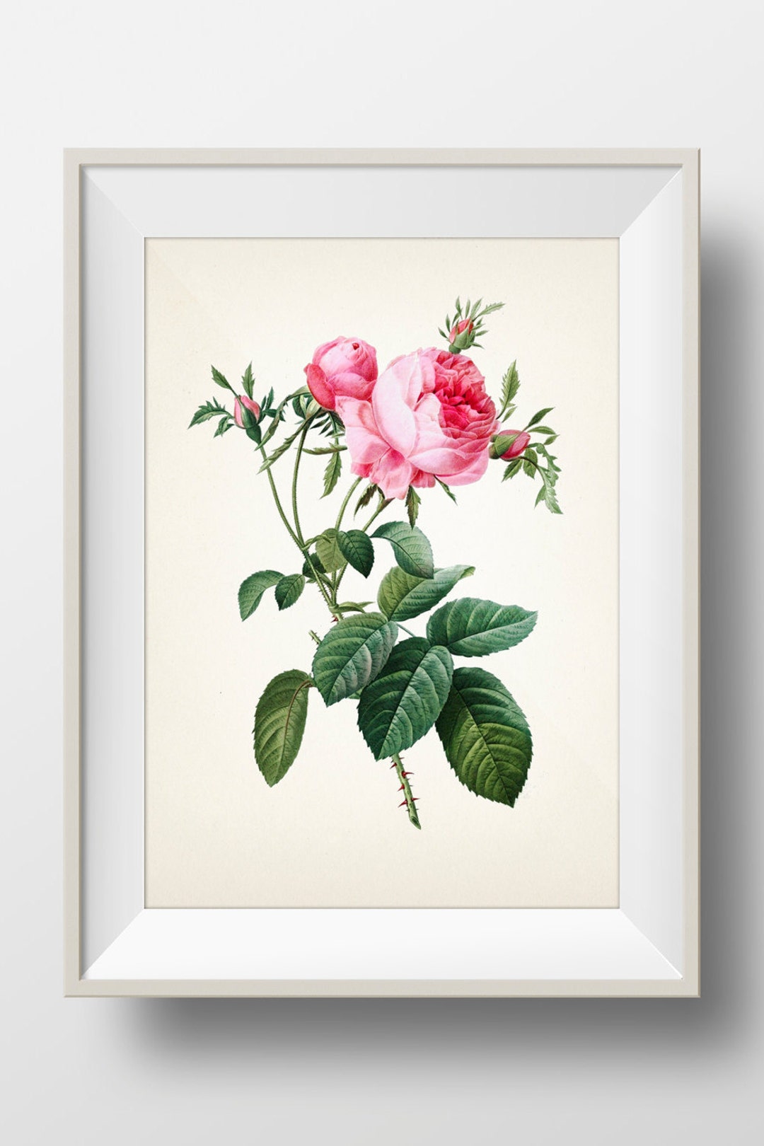 Rose Botanical #07 by Redoute - Cabbage Rose or Provence Rose - RD-07 ...