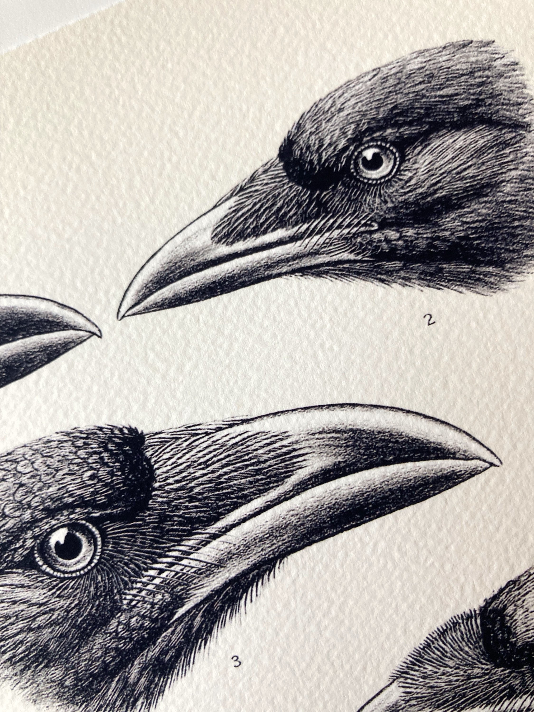 Corvus Species, Crows, Ravens, Etc Wall Art [1881] -BI-28- Avian Fine ...