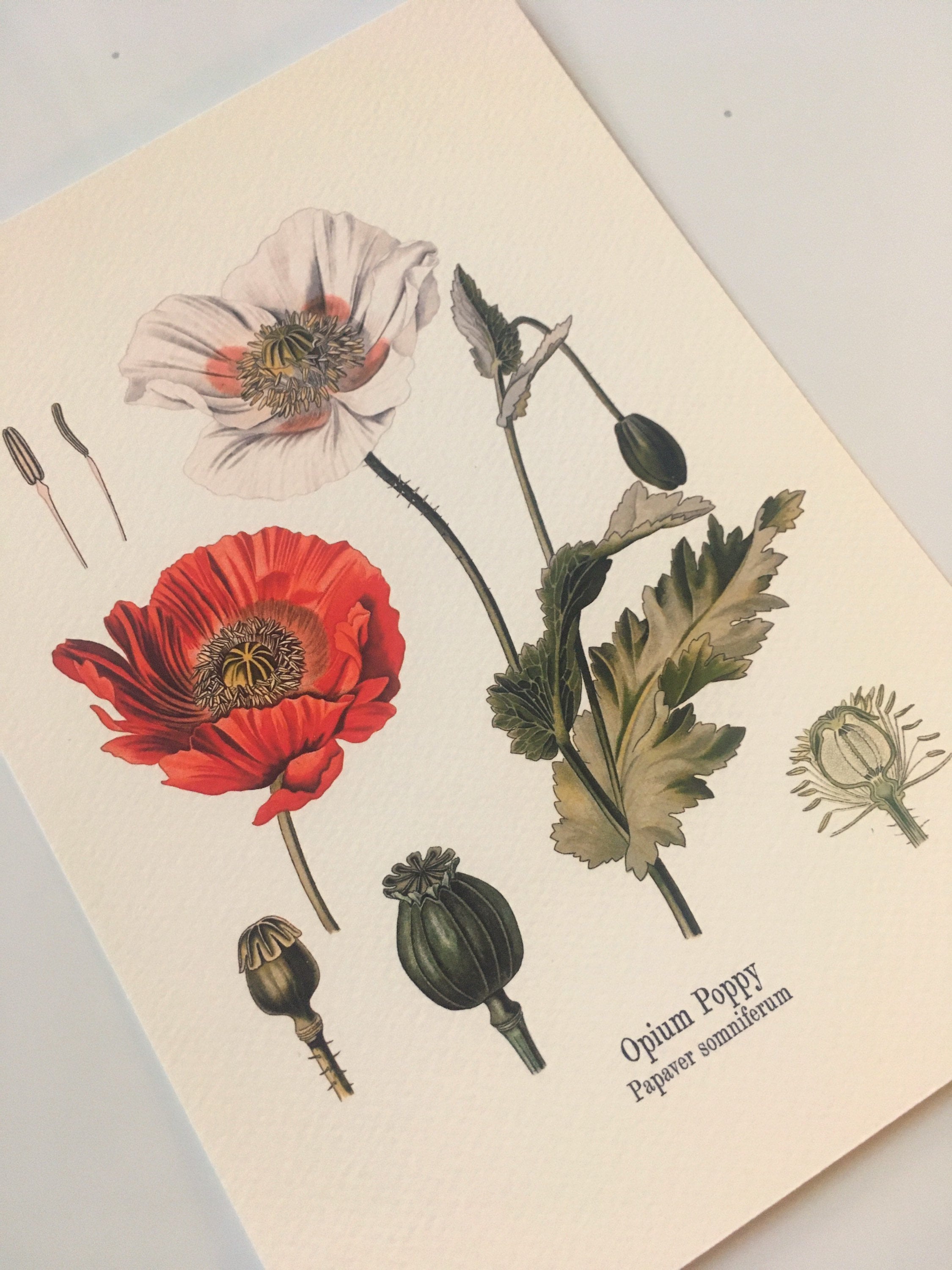 Opium Plant Drawing