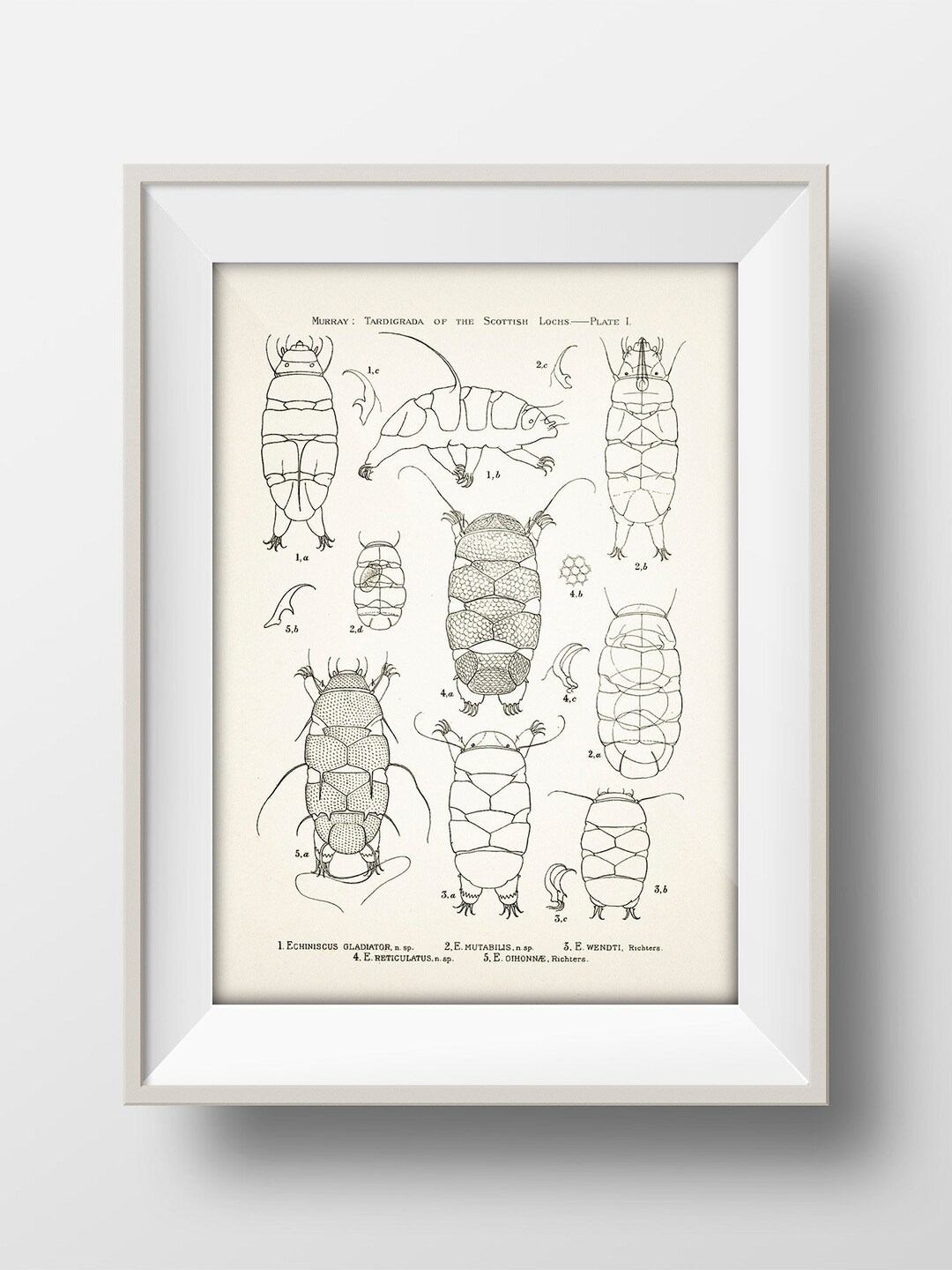Tardigrade (water Bear) Anatomy Specimens PLATE 1 - SC-18-22 - Fine Art ...