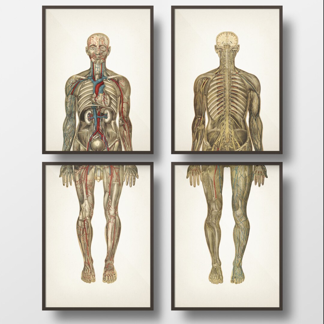 Human Anatomy CIRCULATORY System Wall Art Set - Fine Art Prints of a ...