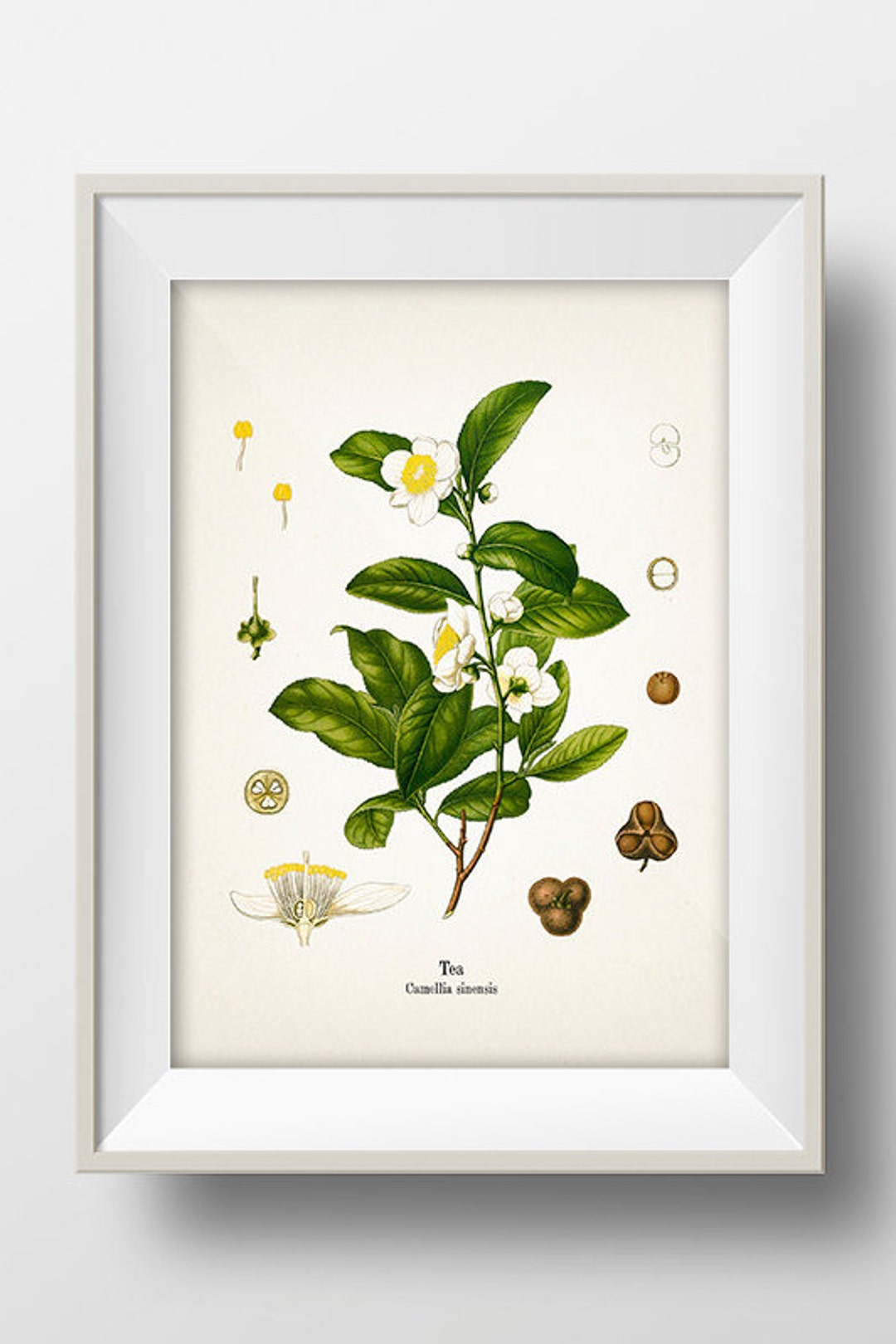 Vintage Tea Print - KO-23 - Fine Art Prints of Kohler's Vintage ...