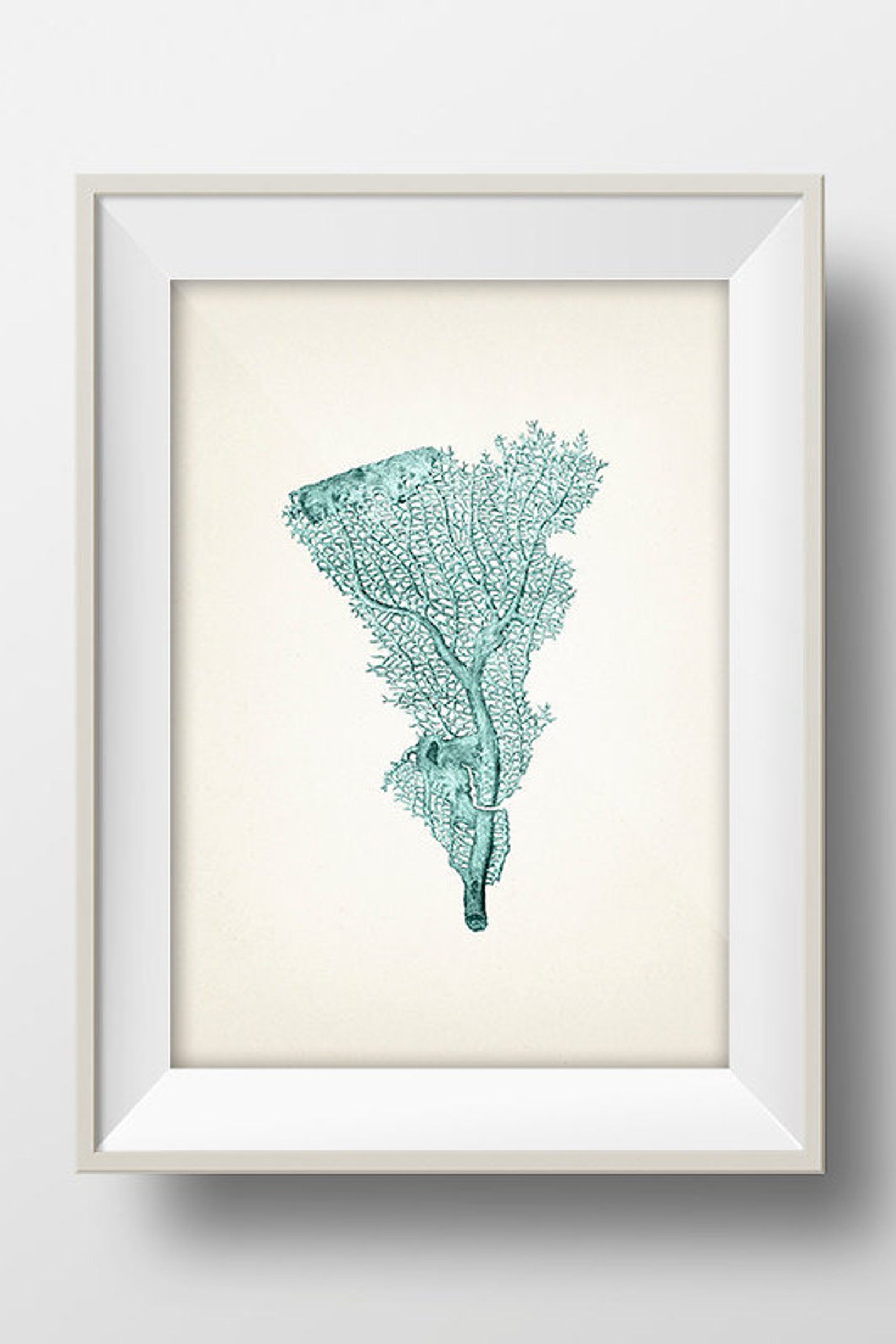Fan Coral SH-01 Fine Art Print of a Vintage Natural | Etsy