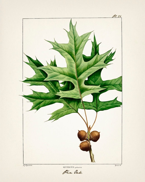 Quercus Palustris Pin Oak