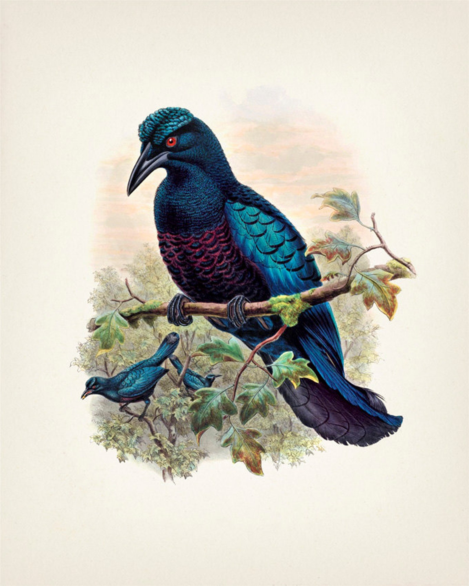 Curl Crested Manucode Bird of Paradise (manucodia Comrii) - BP-05 ...