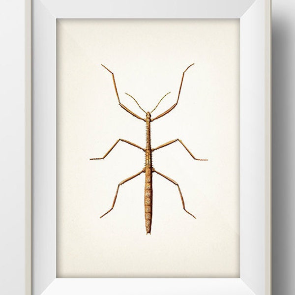 Vintage Bug Print - Etsy