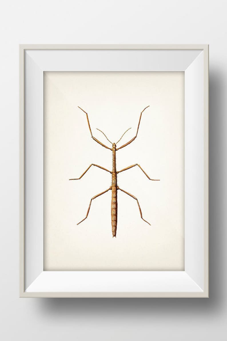 Stick Bug or Walking Stick IN-09 Fine Art Print of a - Etsy