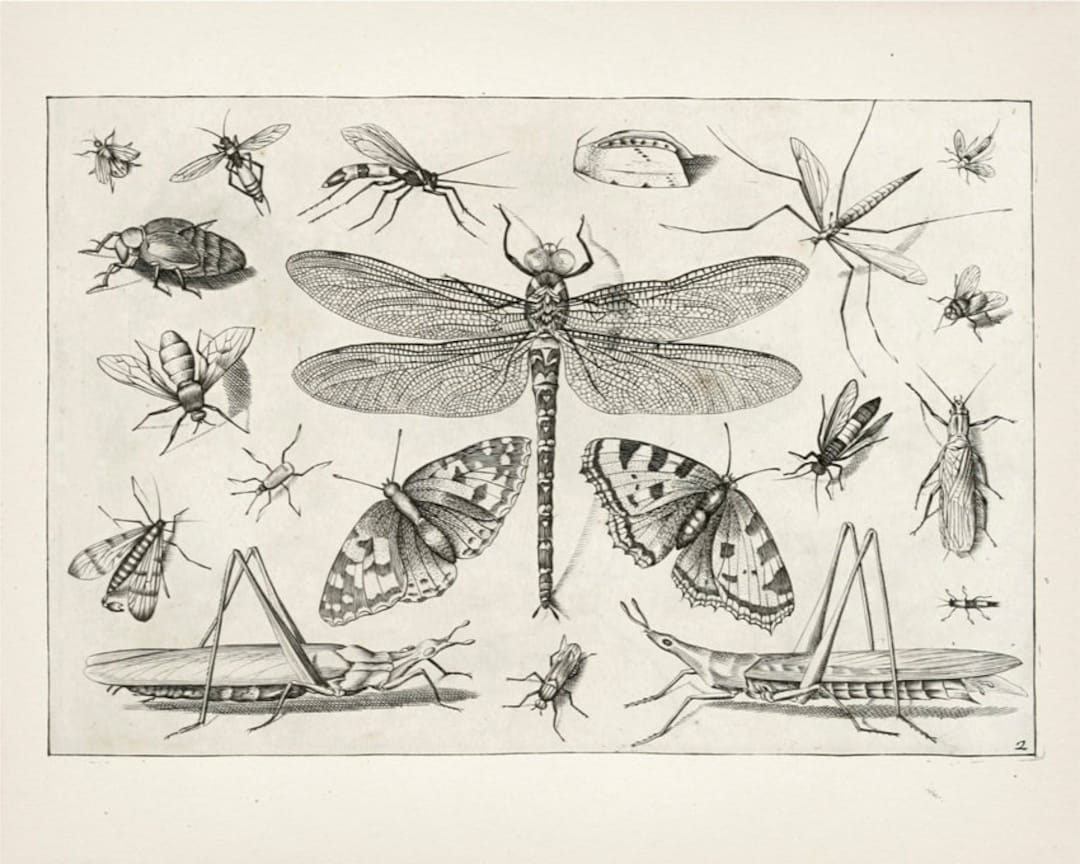 Insect Collage Drawing : Fine Art Print of a Vintage Natural History ...
