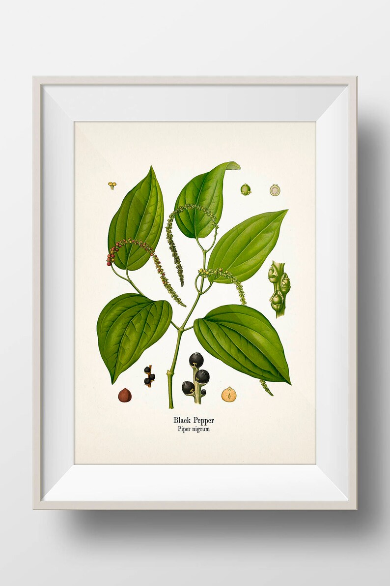 Vintage Black Pepper Botanical Print KO-76 Fine Art Prints | Etsy