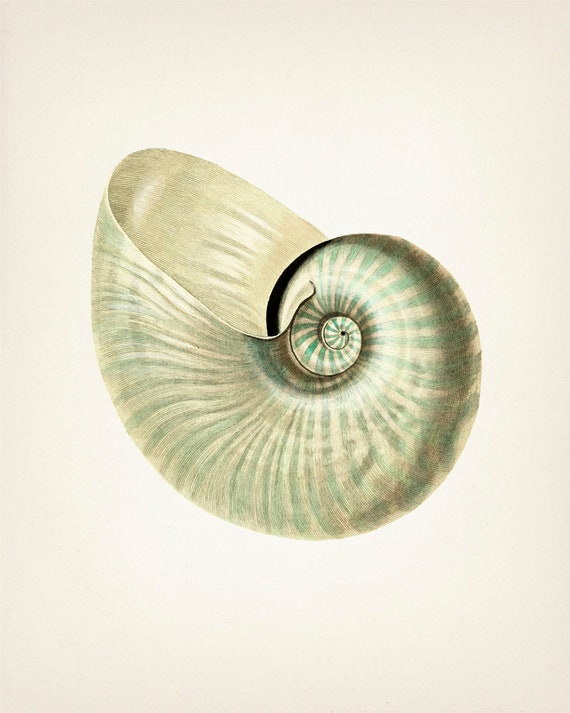 Nautilus Shell Illustration