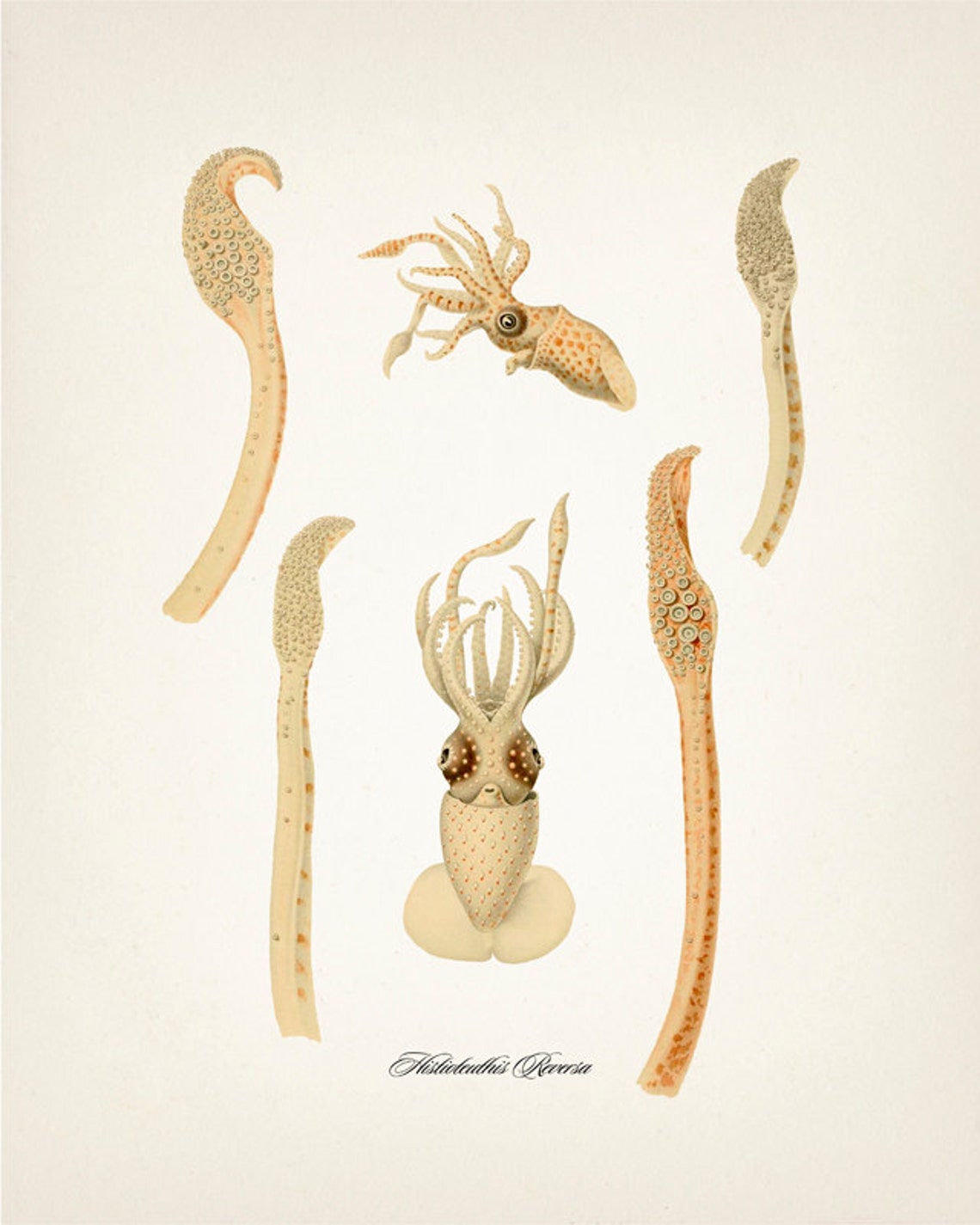 Reverse Jewel Squid histioteuthis Reversa OC-15 Fine Art - Etsy