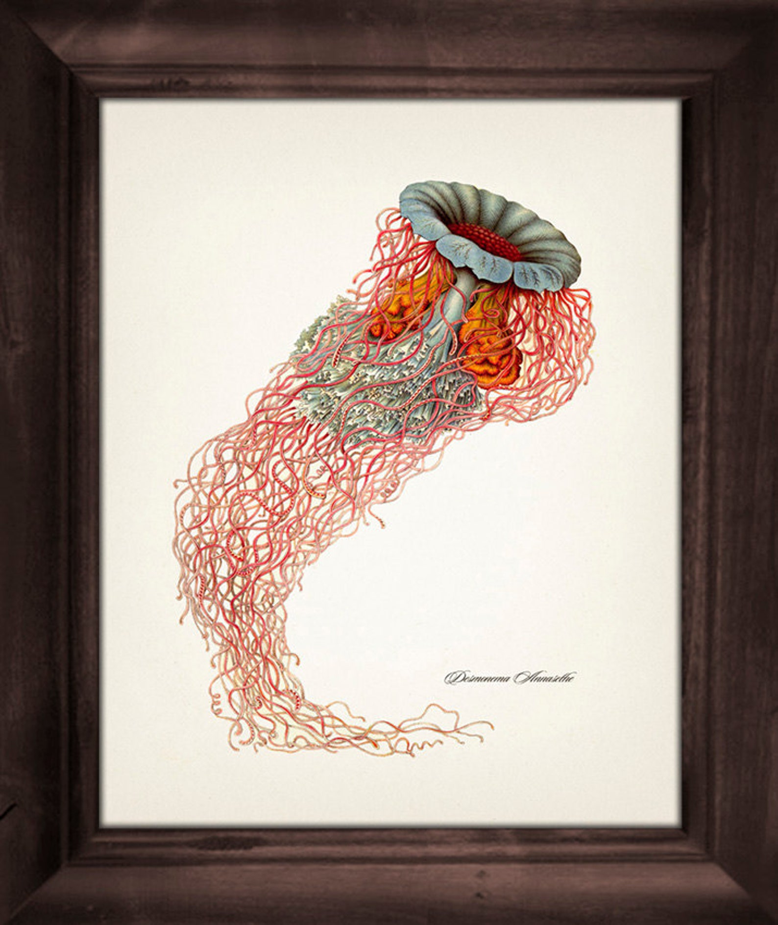 Jellyfish (desmonema Annasethe) by Haeckel - OC-09 - Fine Art Print of ...