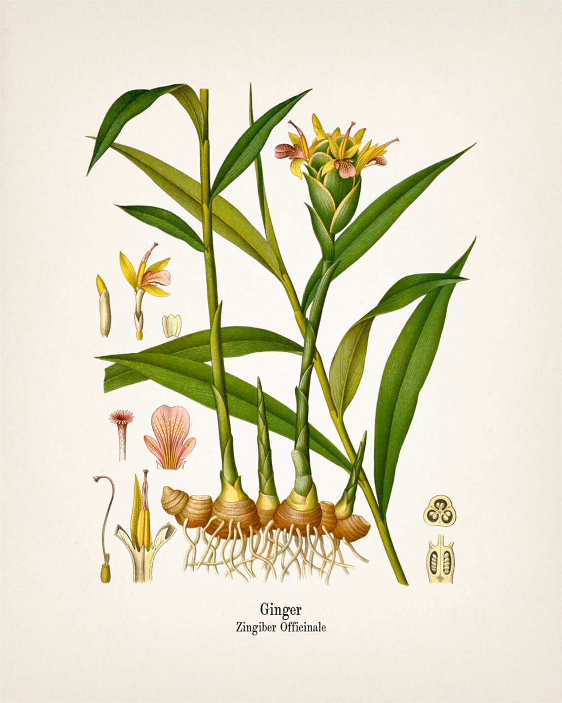 Vintage Ginger Botanical Print - KO-52 - Fine Art Prints of Kohler's ...