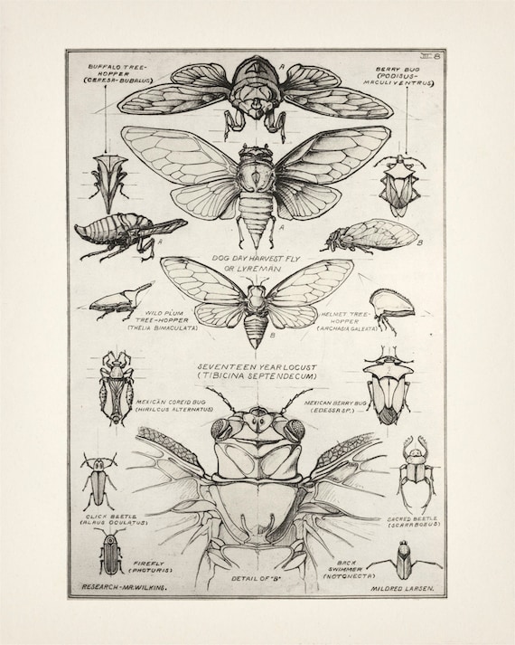 Locust Flying Drawing