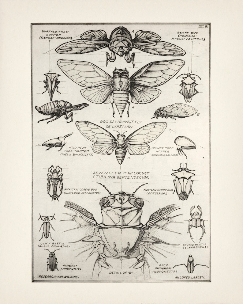 17 Year Cicada or Locust [1924] Design in Nature - IN-34 - Fine Art ...