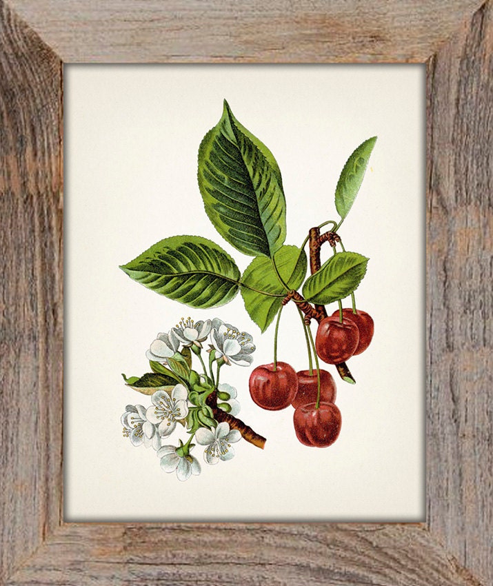 Vintage Cherry Print 2 PL-41 Fine Art Print of a Vintage - Etsy